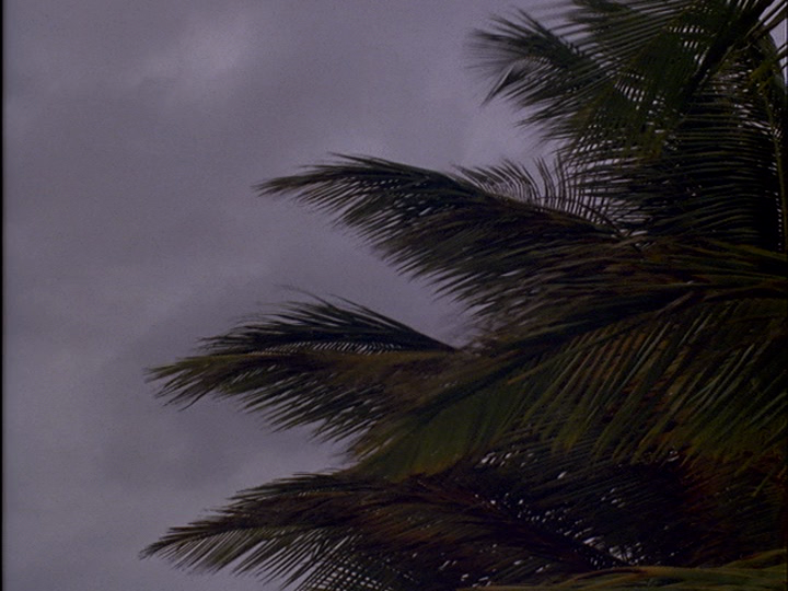 Storms on Miami Vice - General - The Miami Vice Community