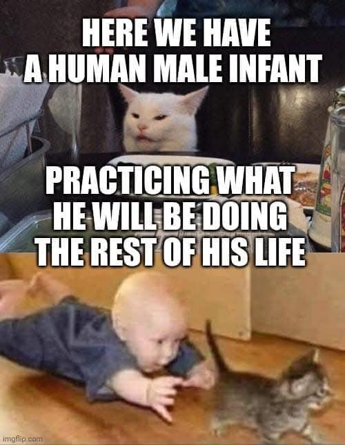 The Meme Thread - Page 19 - Off Topic - The Miami Vice Community